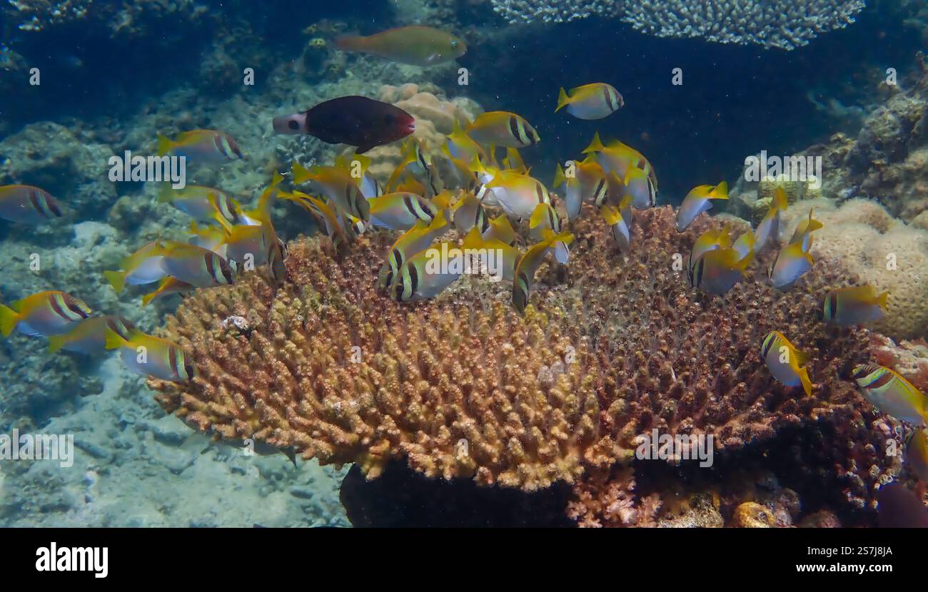 Underwater scene of a school of coral fish swimming together and feeding on algae over dead ...