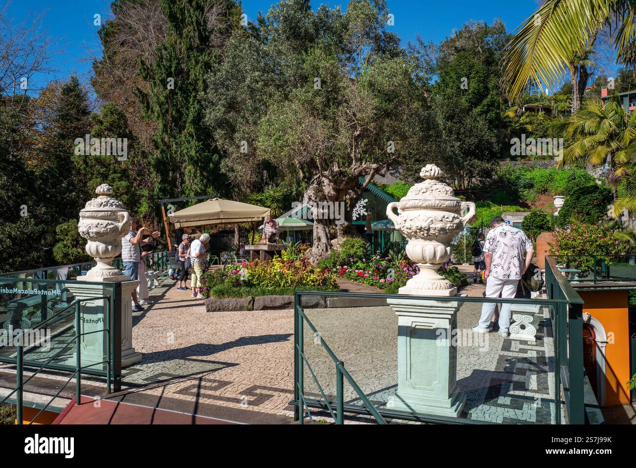 Tropical Garden in winter sunshine with blue sky above at Monte Palace ...