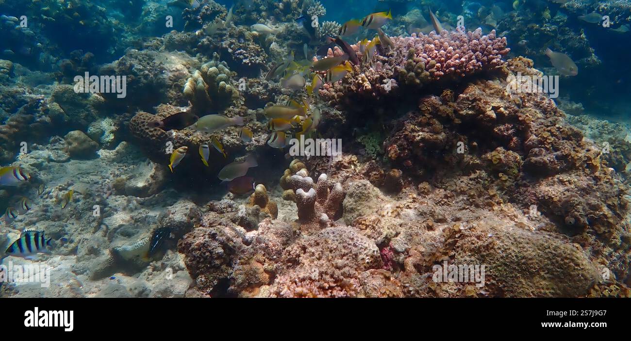 Underwater landscape with vibrant hard coral reefs, schooling reef fish ...