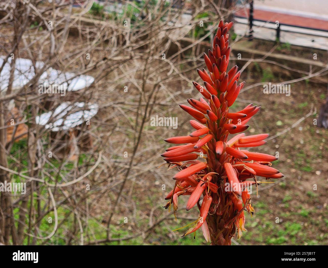 Aloe arborescens, krantz aloe, candelabra aloe Stock Photo - Alamy
