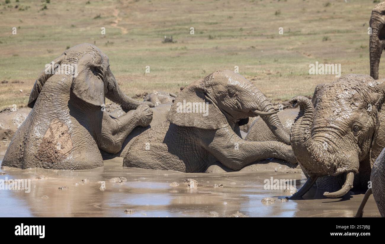 Group of African Elephants playing in muddy waterhole in Addo National ...