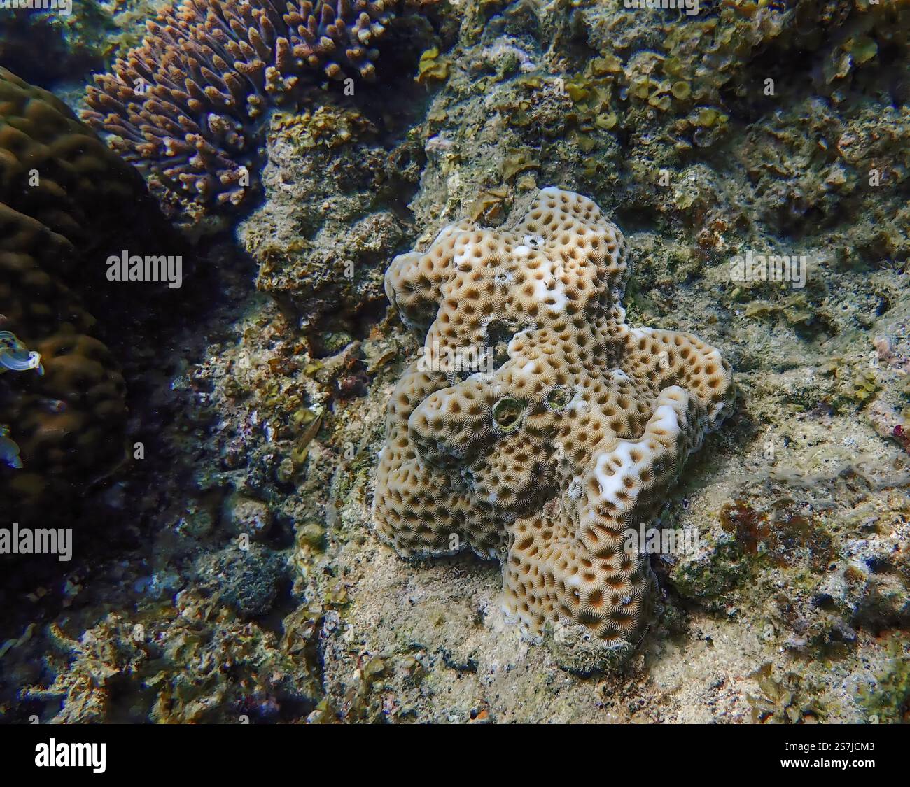 Eef ecosystem hi-res stock photography and images - Alamy