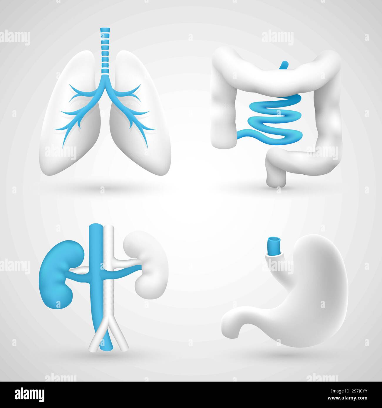 Human organs on a white background gray objects. Vector illustration ...