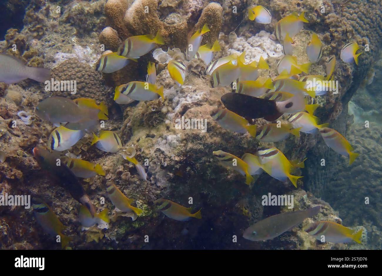 A school of coral fish swims and feeds on algae over a dead coral reef ...