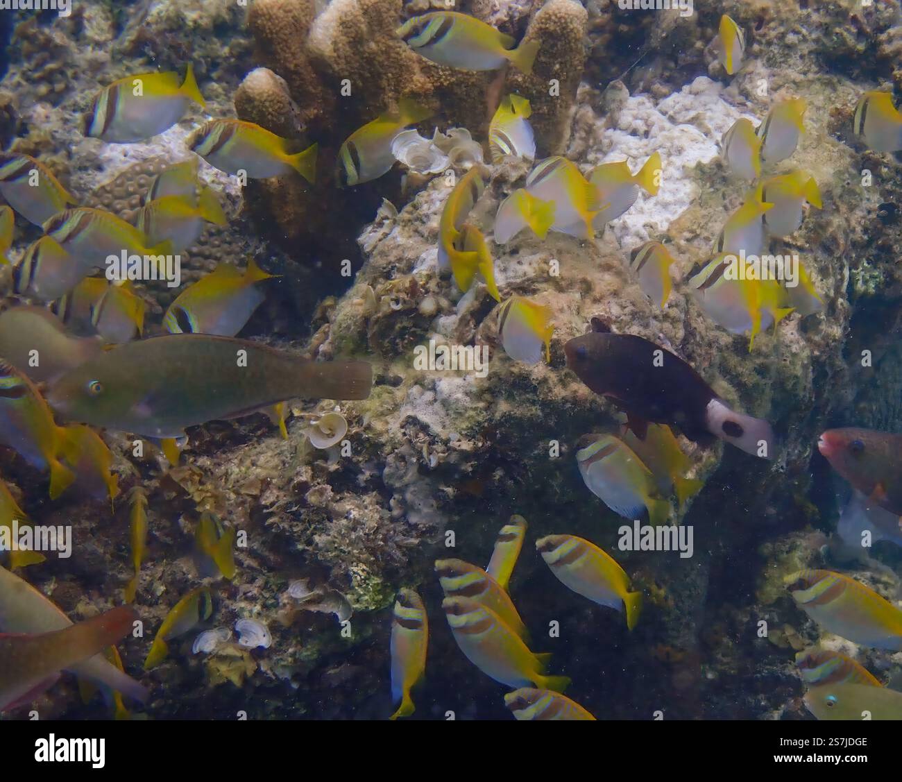 Underwater scene showing a school of coral fish swimming together and ...