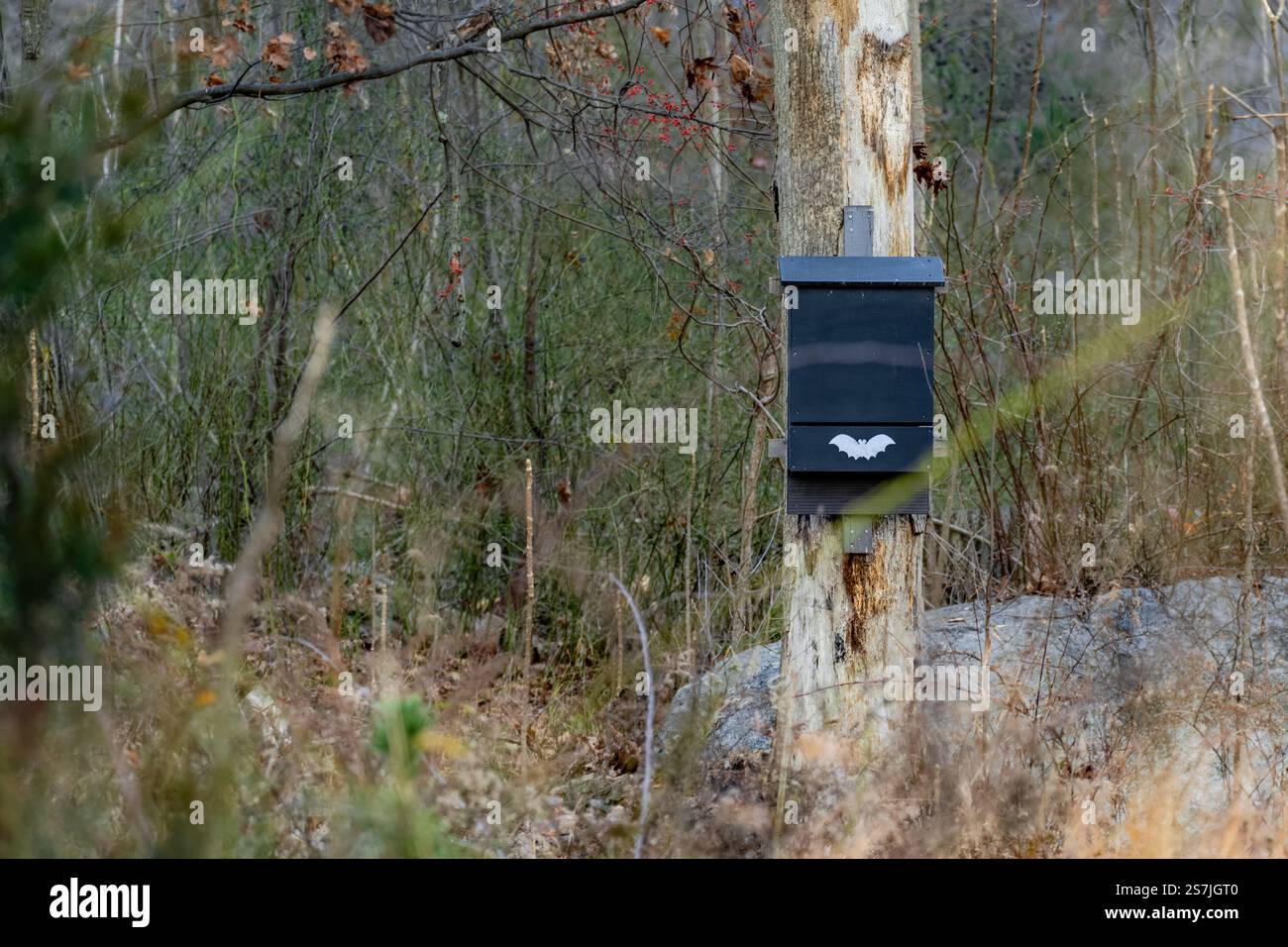 A black wooden bat box hangs from a tree in the forest to provide ...