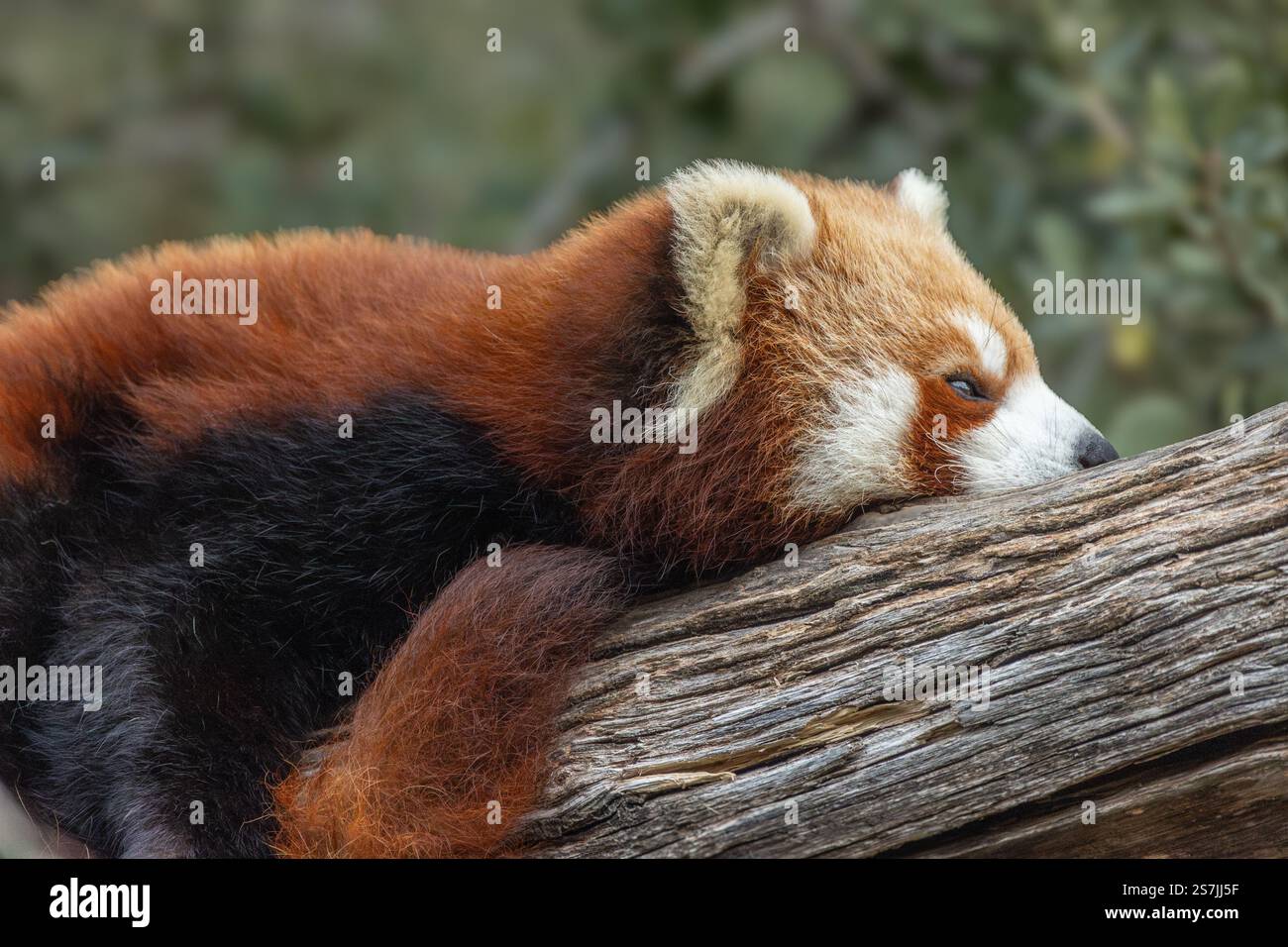 portrait of a red panda lying on a branch Stock Photo - Alamy