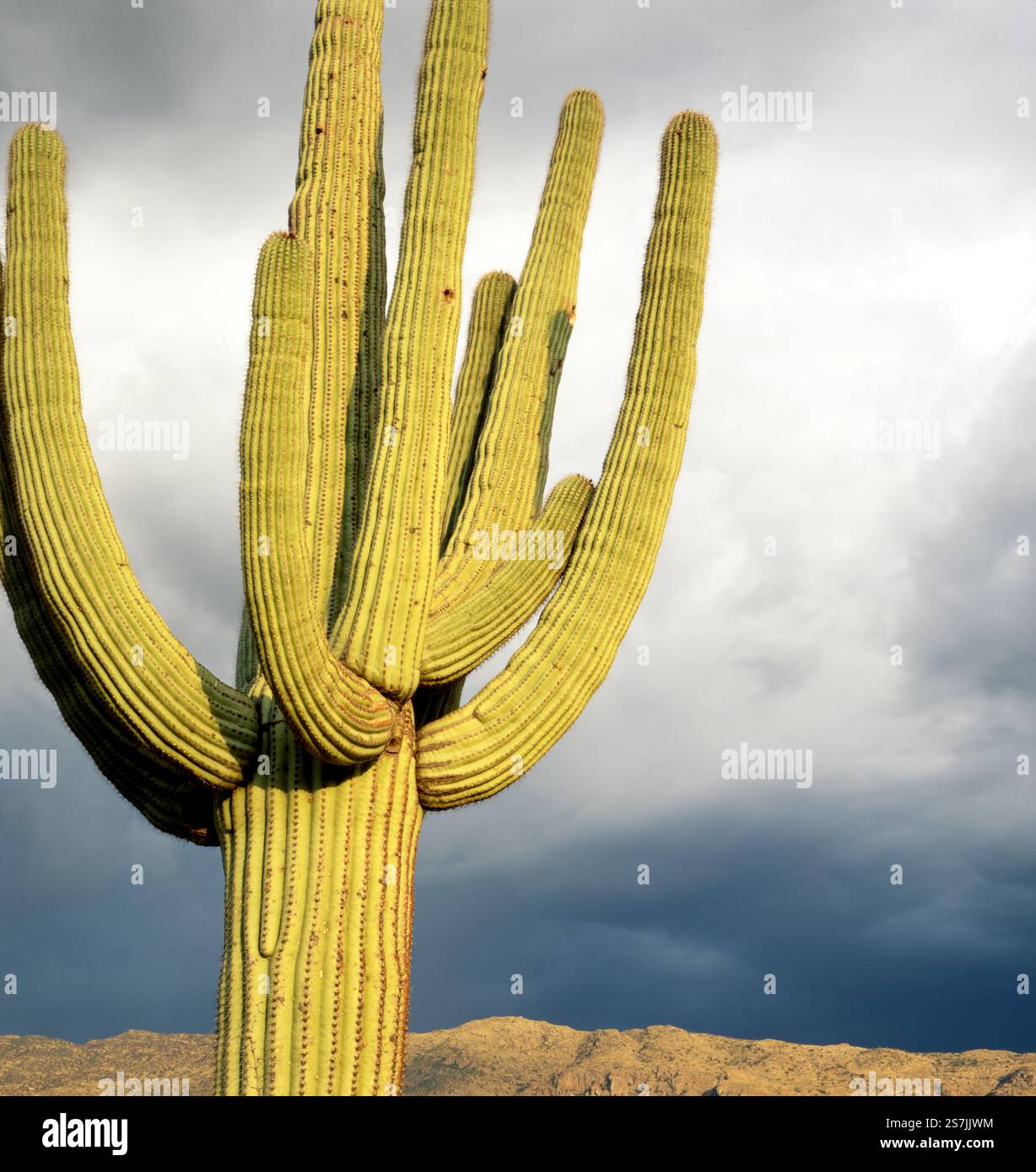 Saguaro cactus storm desert hi-res stock photography and images - Alamy