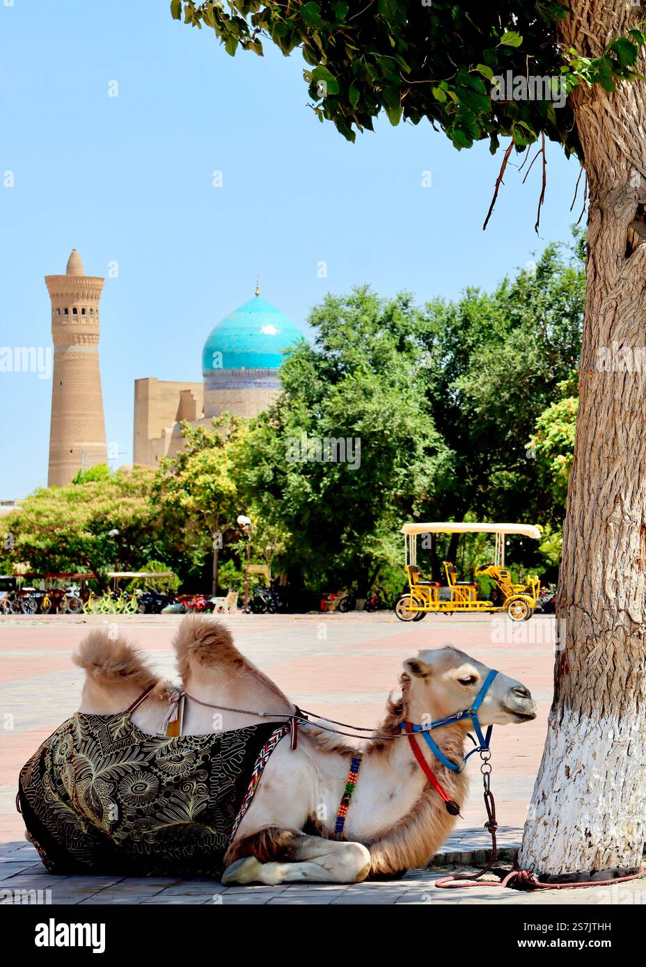 Iconic architecture and a symbol of Bukhara: a camel resting in the ...