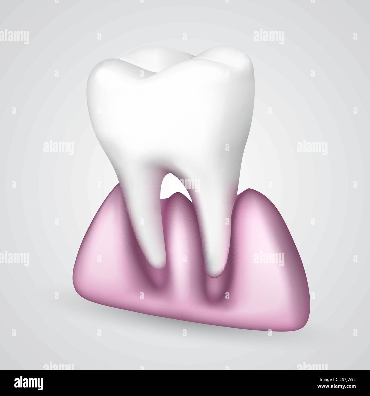 Tooth had fallen out of the gums. Vector tooth had fallen out of the ...