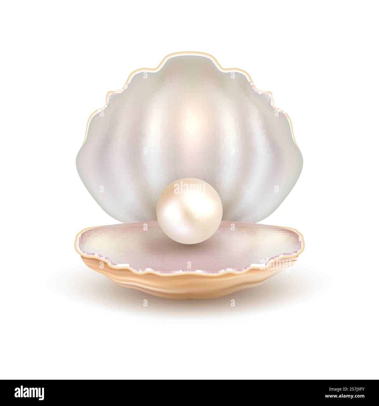 Pearl open shell realistic illustration. Natural beautiful single pearl ...