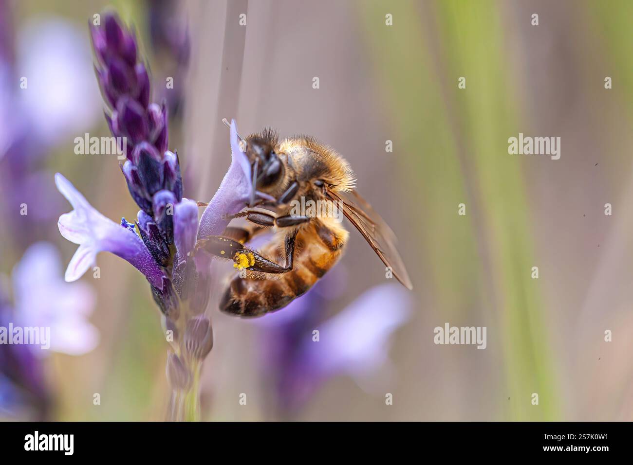 spanish bee pollinating a flower Stock Photo - Alamy
