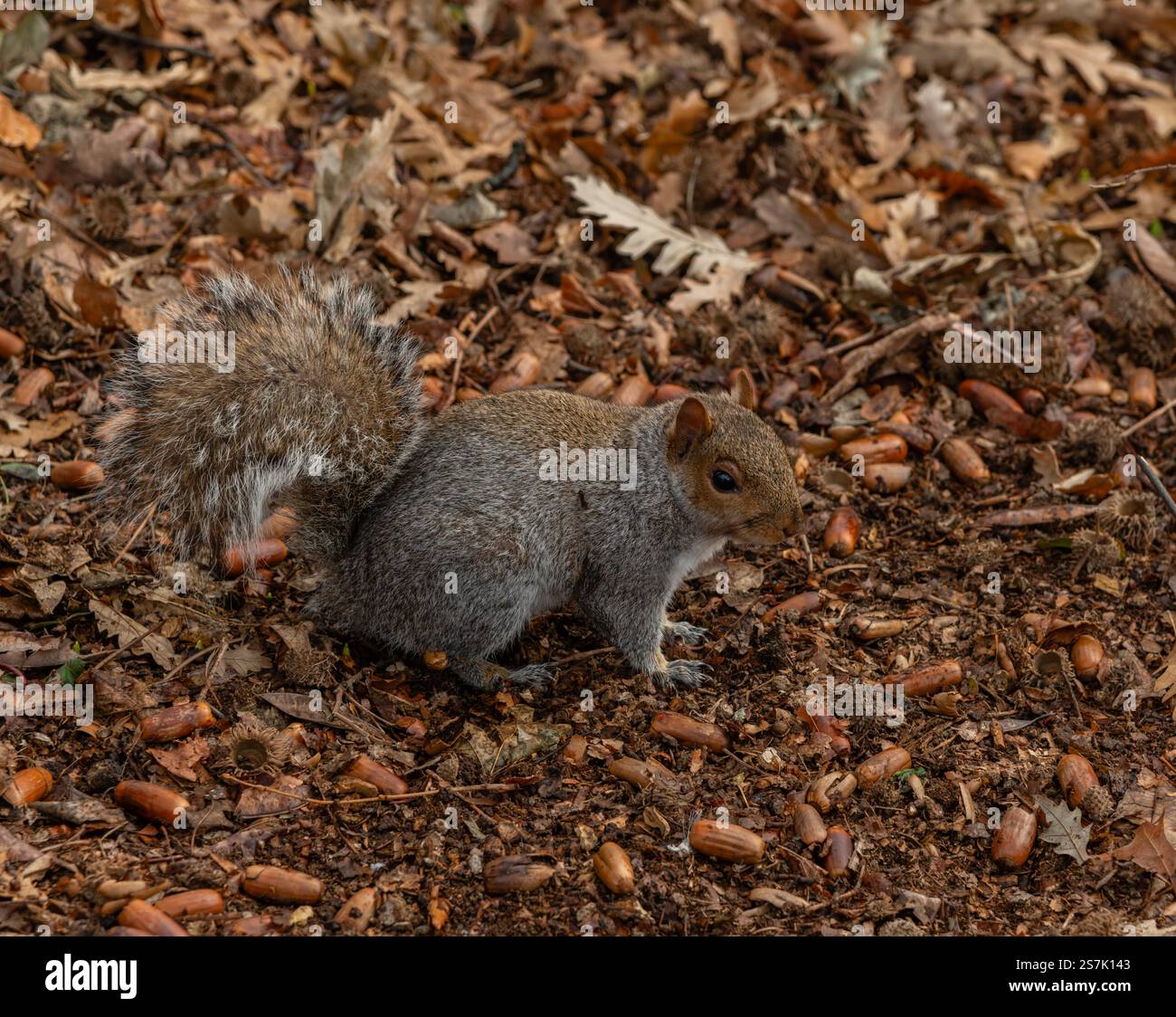 Cute squirrel in Central Park, Manhattan, New York City Stock Photo - Alamy