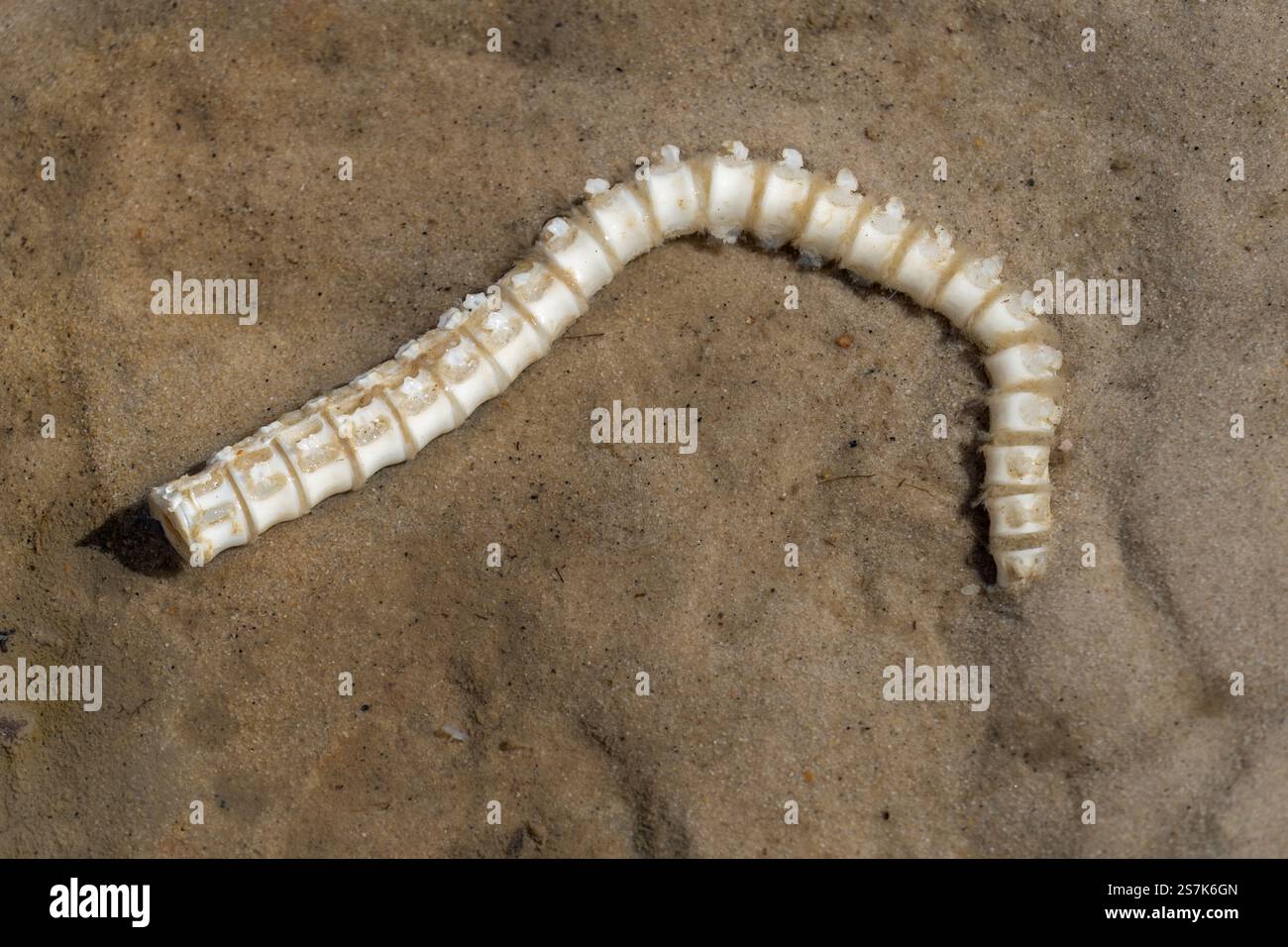 White, segmented sea creatures' skeleton lays over a sandy shoreline ...