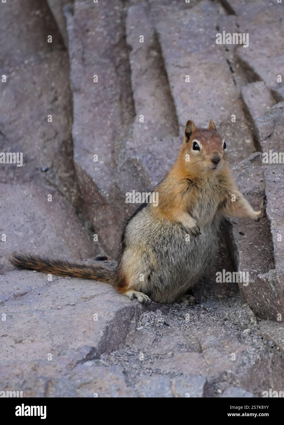 A curious chipmunk exploring rocky terrain in a natural habitat during ...