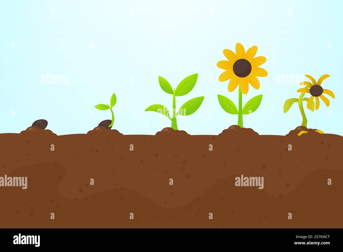 Tree growth. Planting a tree that has sprouted from seed becomes a ...