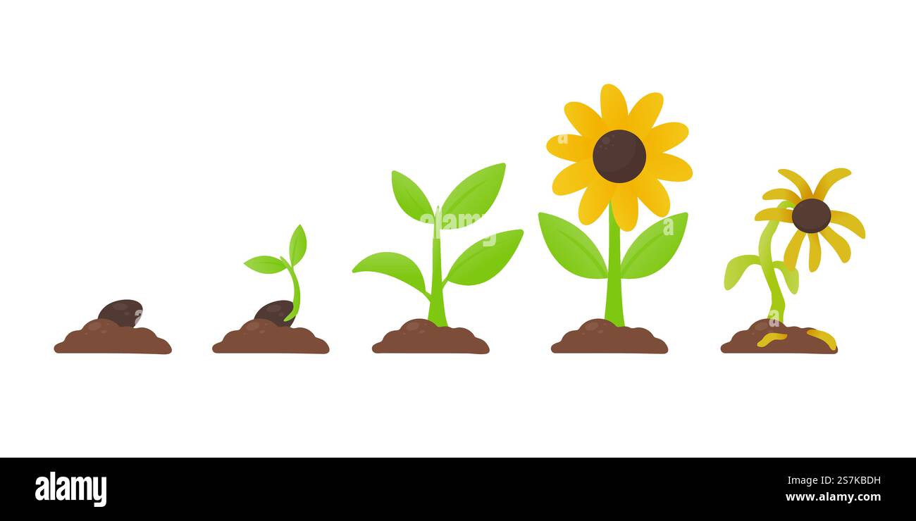 Tree growth. Planting a tree that has sprouted from seed becomes a ...