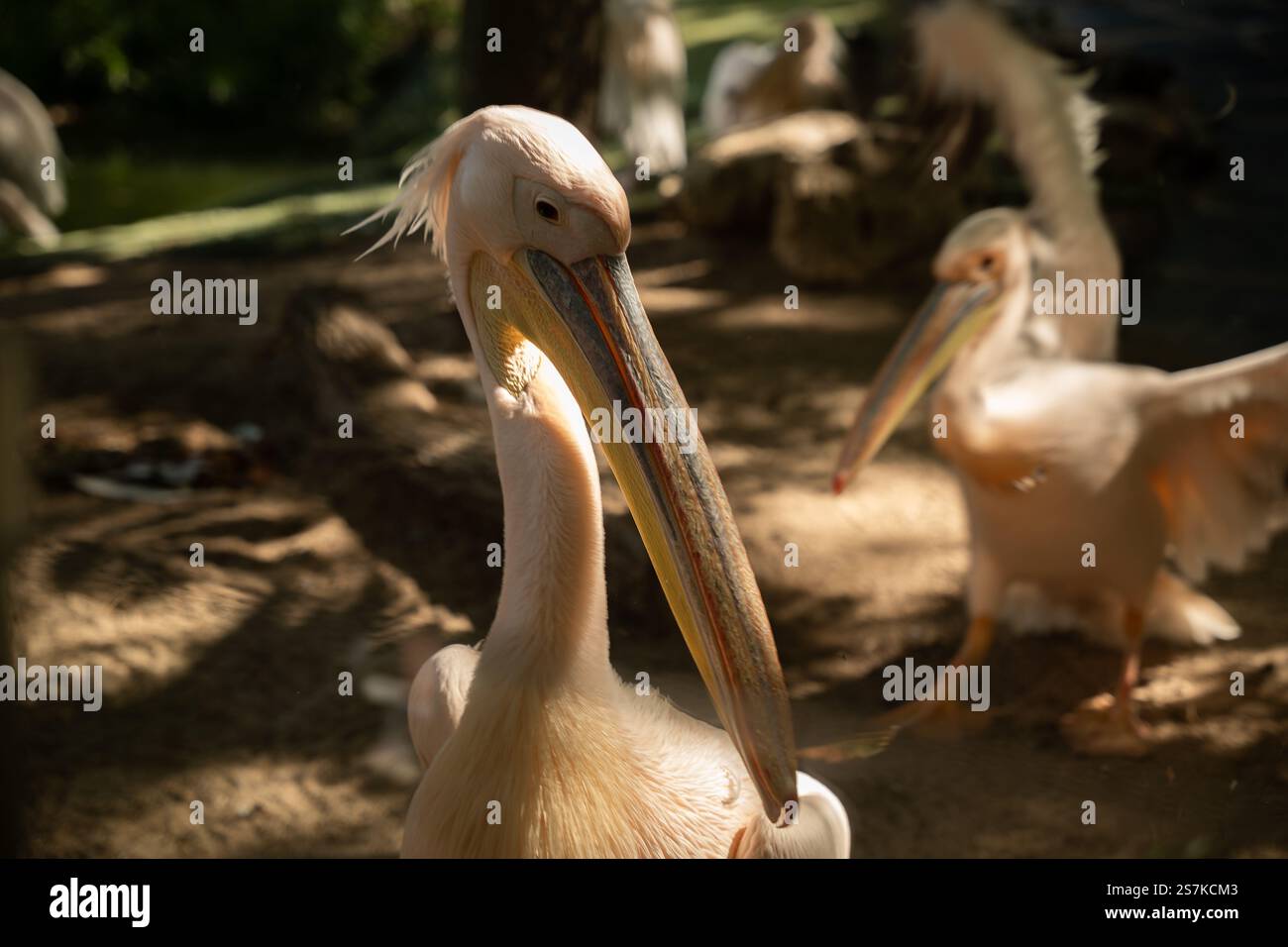 Pelicans seen up close at the zoo Stock Photo - Alamy