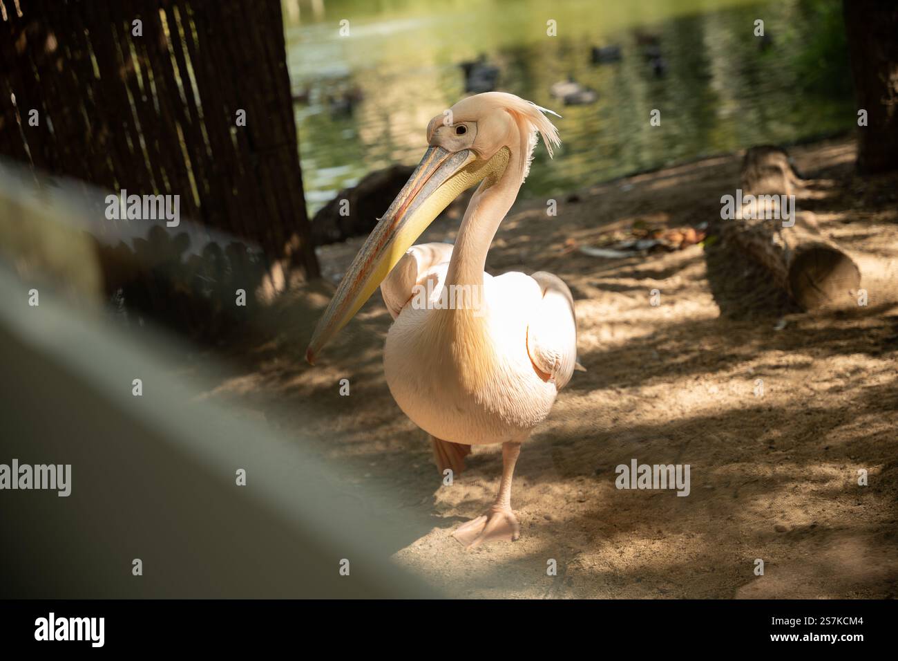 Pelicans seen up close at the zoo Stock Photo - Alamy