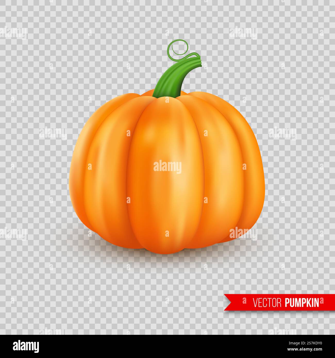 Realistic ripe pumpkin. Isolated on transparent background. Vector ...