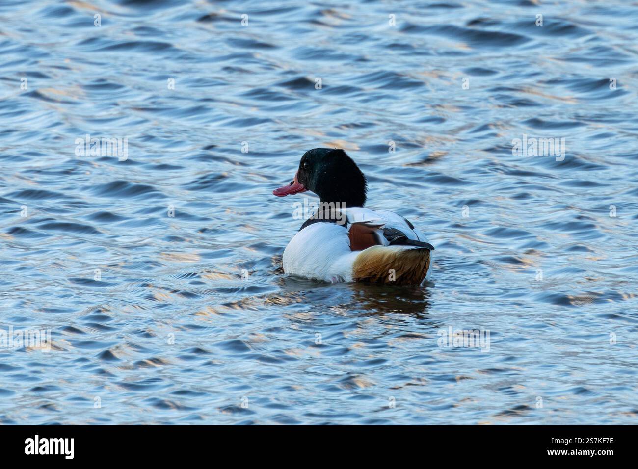 The Common Shelduck is a waterfowl feeding on mollusks and insects ...