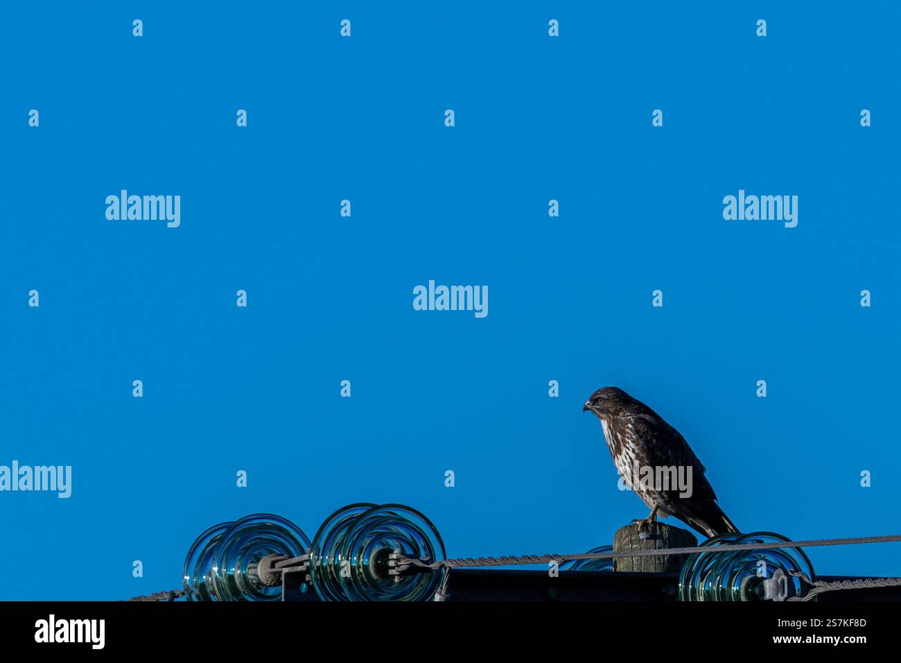 The Common Buzzard is a carnivorous raptor feeding on small mammals and ...