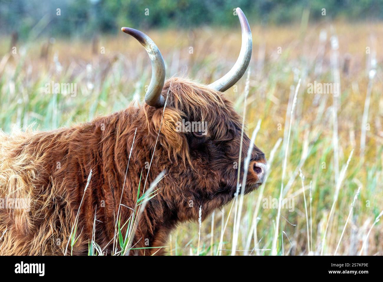 The Highland Cow is a herbivore grazing on grass and shrubs. Photo ...