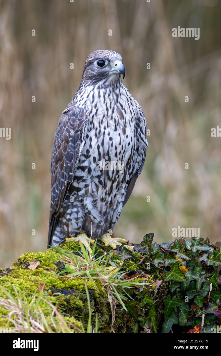 The Gyrfalcon is a carnivorous raptor preying on birds and mammals ...