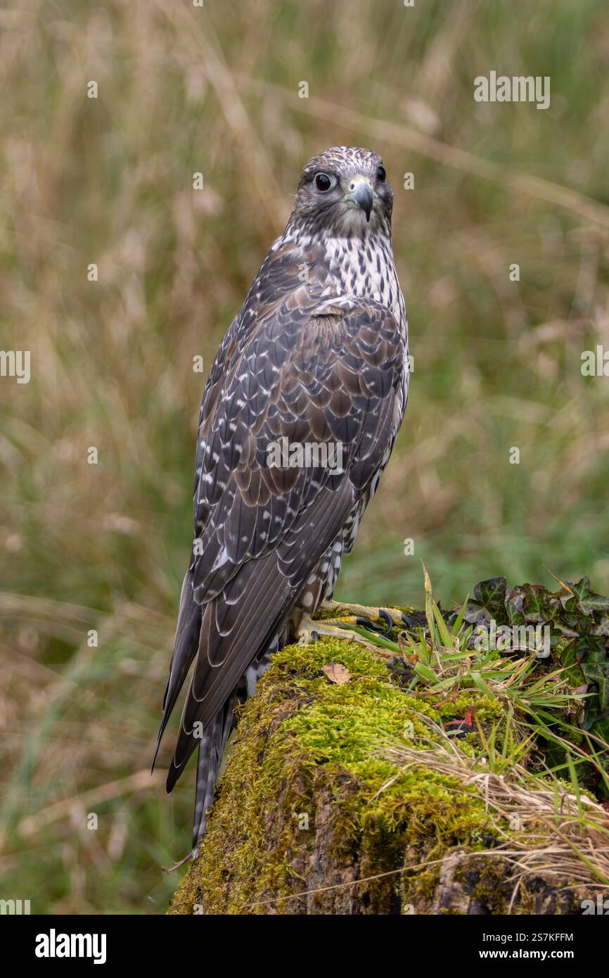 The Gyrfalcon is a carnivorous raptor preying on birds and mammals ...