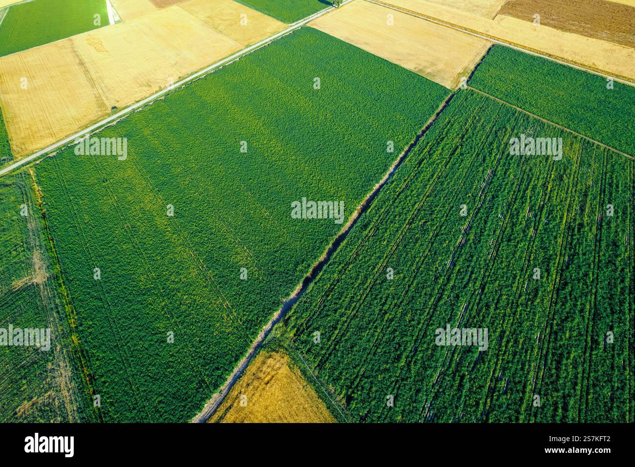 aerial view with drone of agricultural landscape of potato and wheat ...