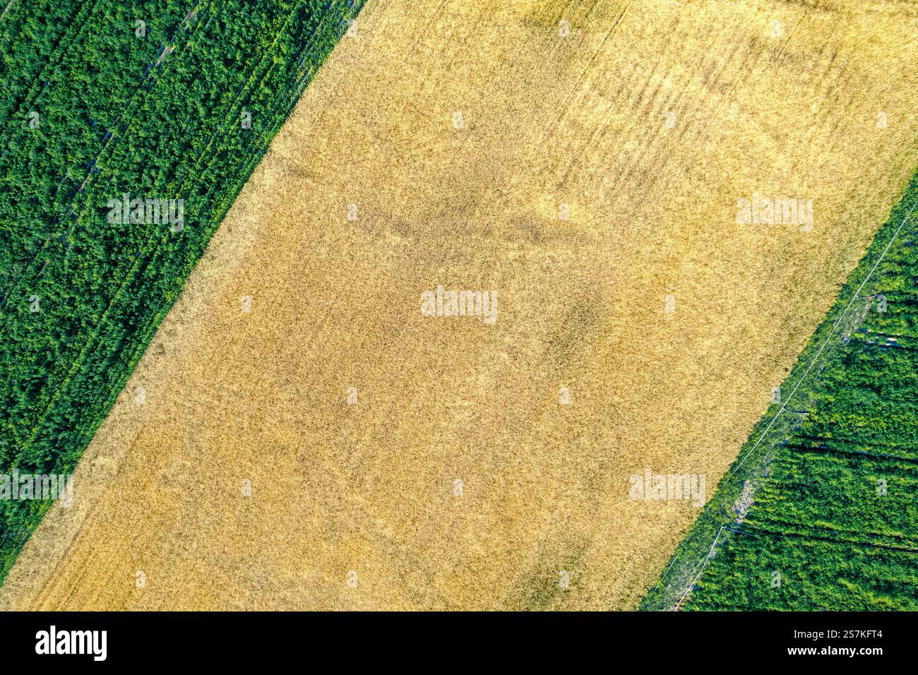 aerial top view with drone of agricultural landscape of potato and ...
