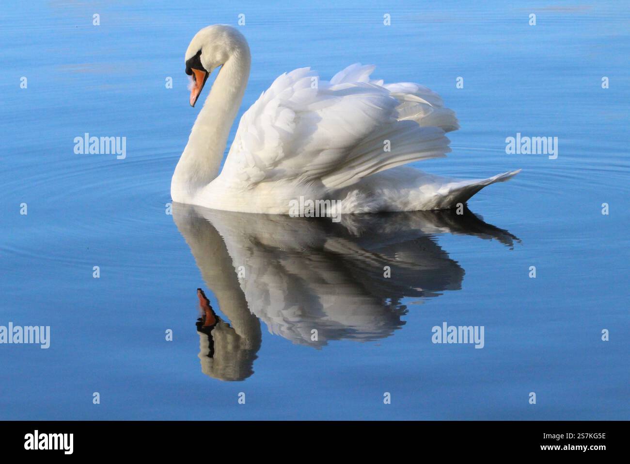 Mute swan with arched wings, swimming with reflection in blue water ...