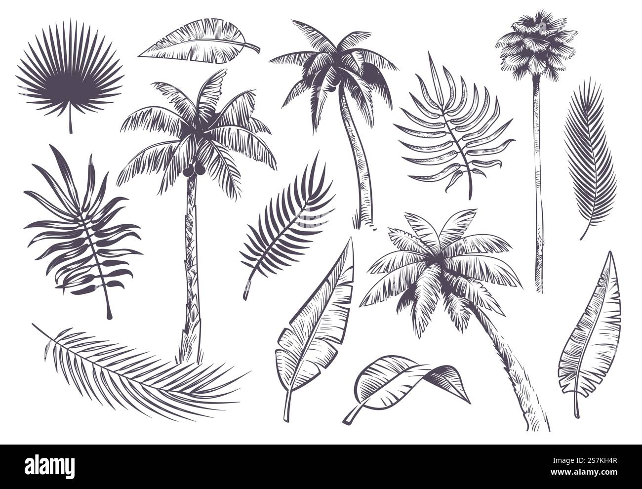 Sketch palm trees and leaves. Hand drawn tropical palms and leaf, black ...