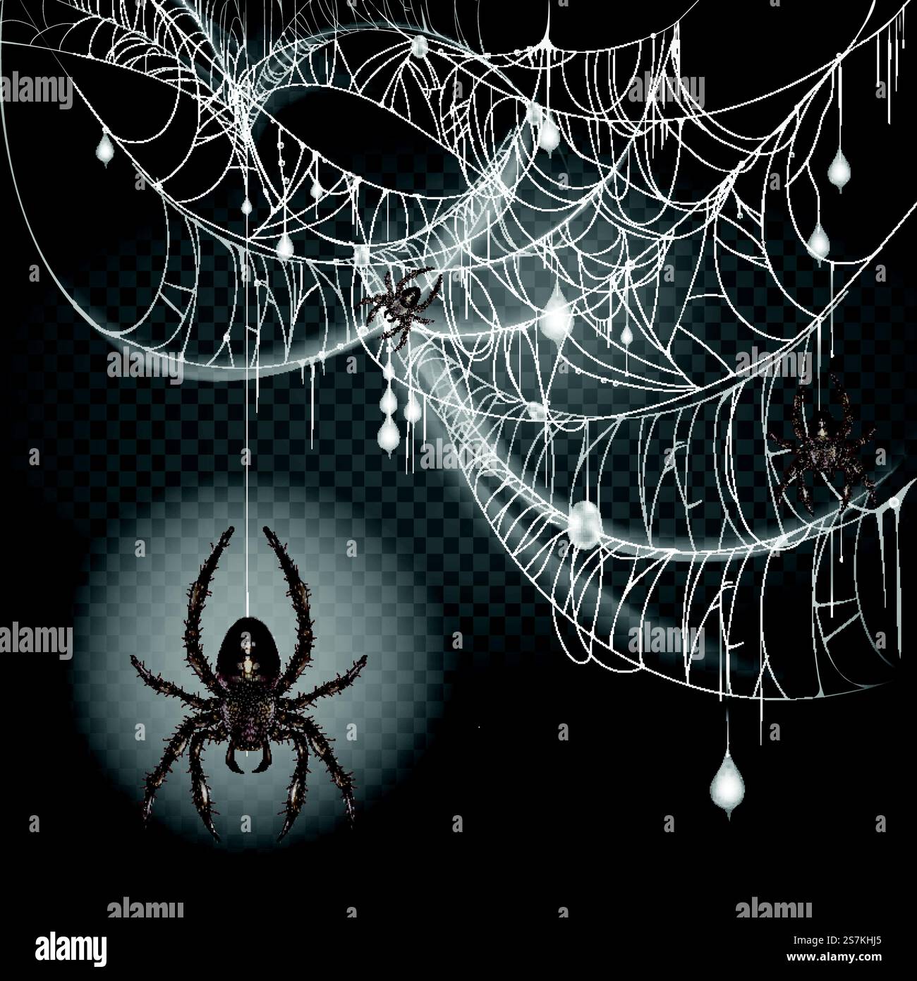 Dangerous, poisonous big and small spiders hanging on thin web string ...