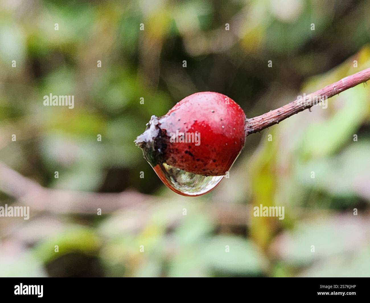 rose hip, rosehip, rose haw and rose hep, fruit of rose plant Stock ...