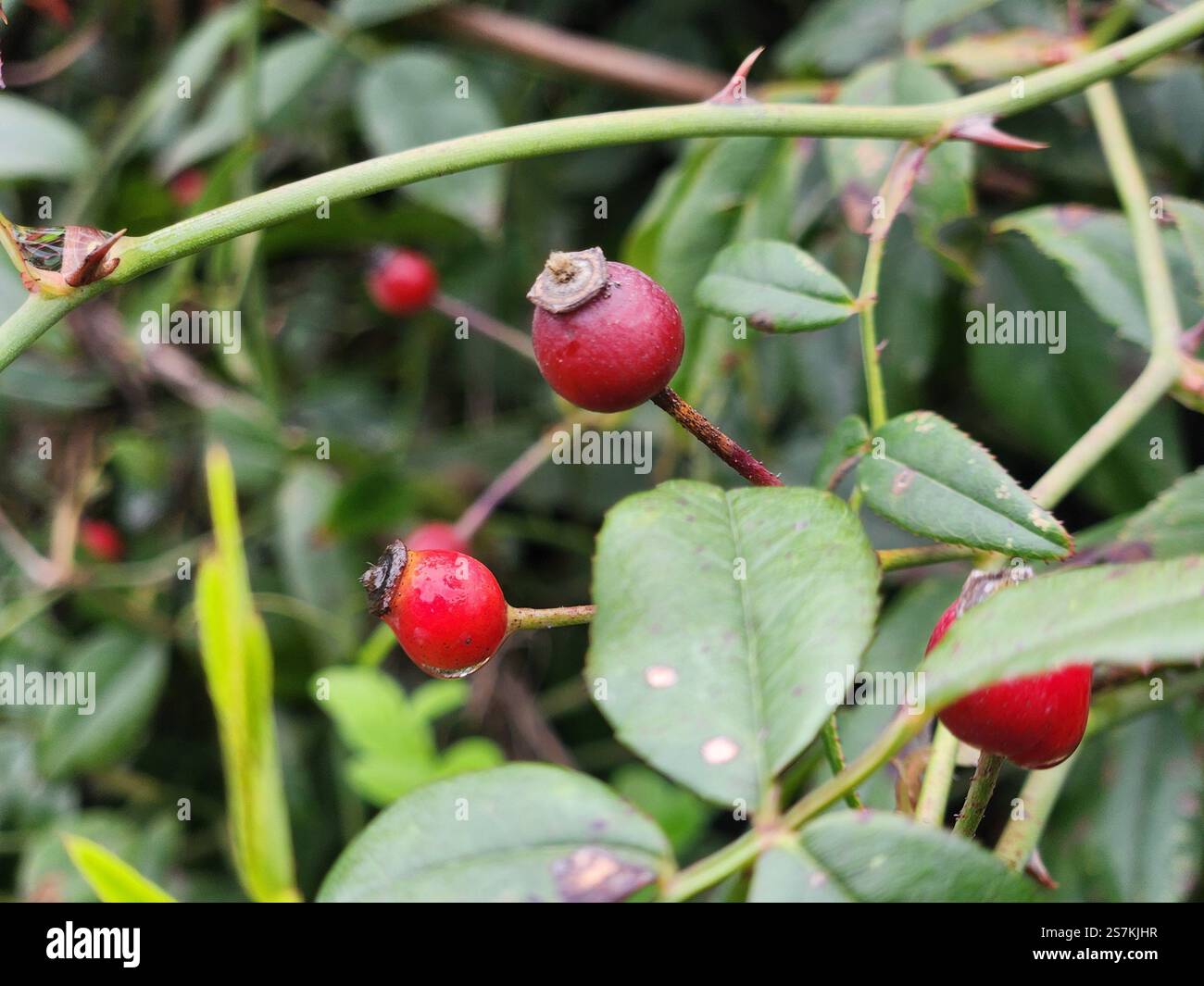 rose hip, rosehip, rose haw and rose hep, fruit of rose plant Stock ...