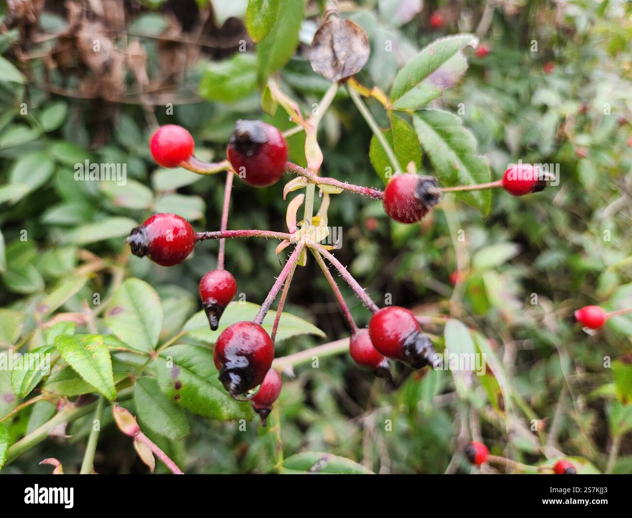 rose hip, rosehip, rose haw and rose hep, fruit of rose plant Stock ...