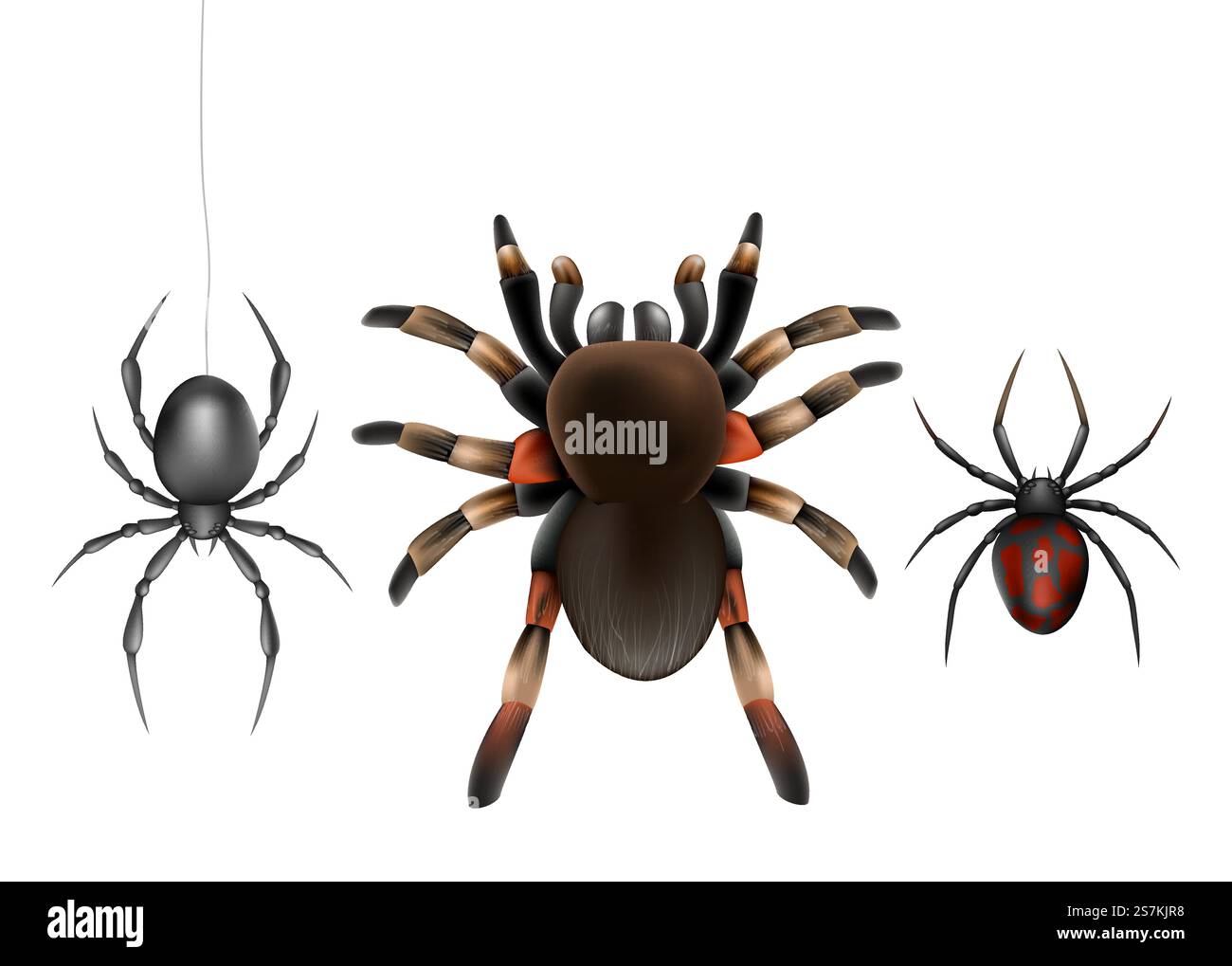 Dangerous for humans, deadly poisonous spiders species realistic vector ...