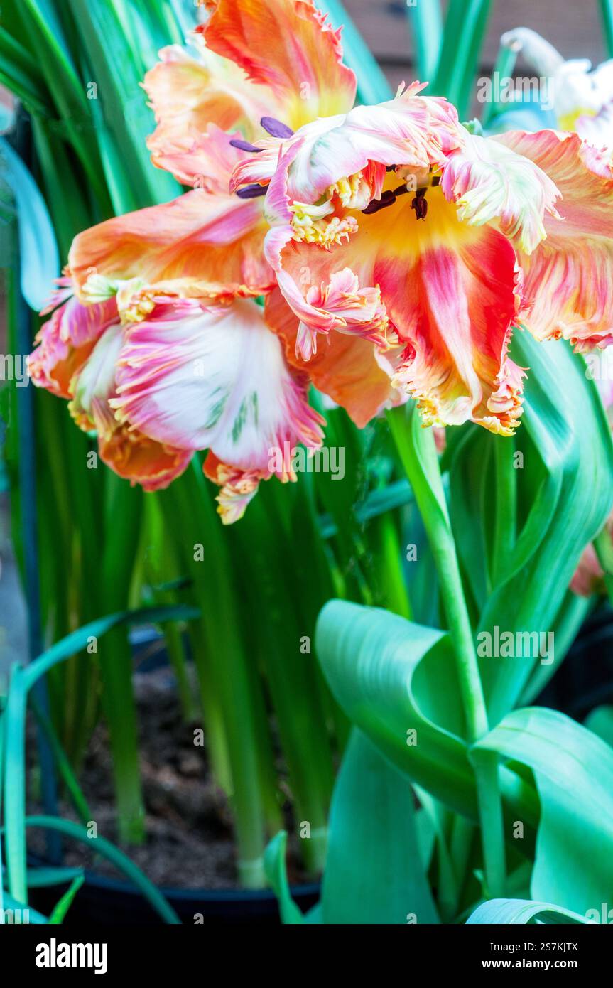 Parrot tulip hi-res stock photography and images - Alamy