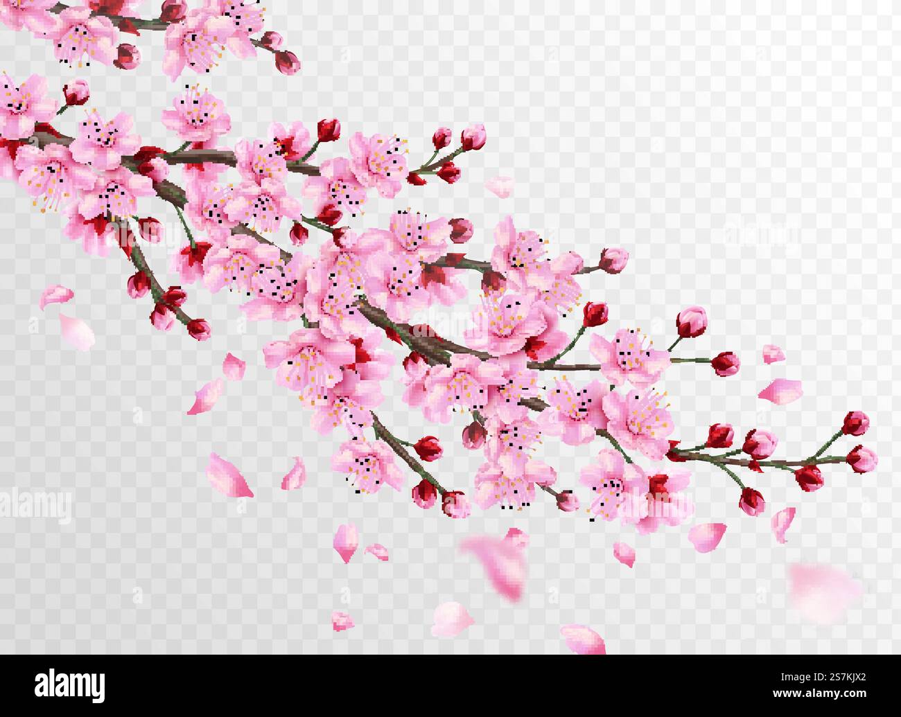 Realistic sakura. Beautiful sakura branches with pink flowers and ...