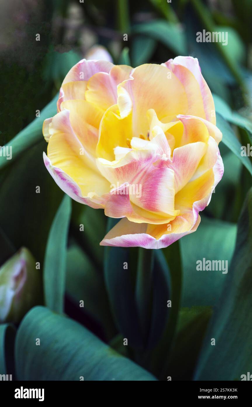 Tulip creme upstar hi-res stock photography and images - Alamy