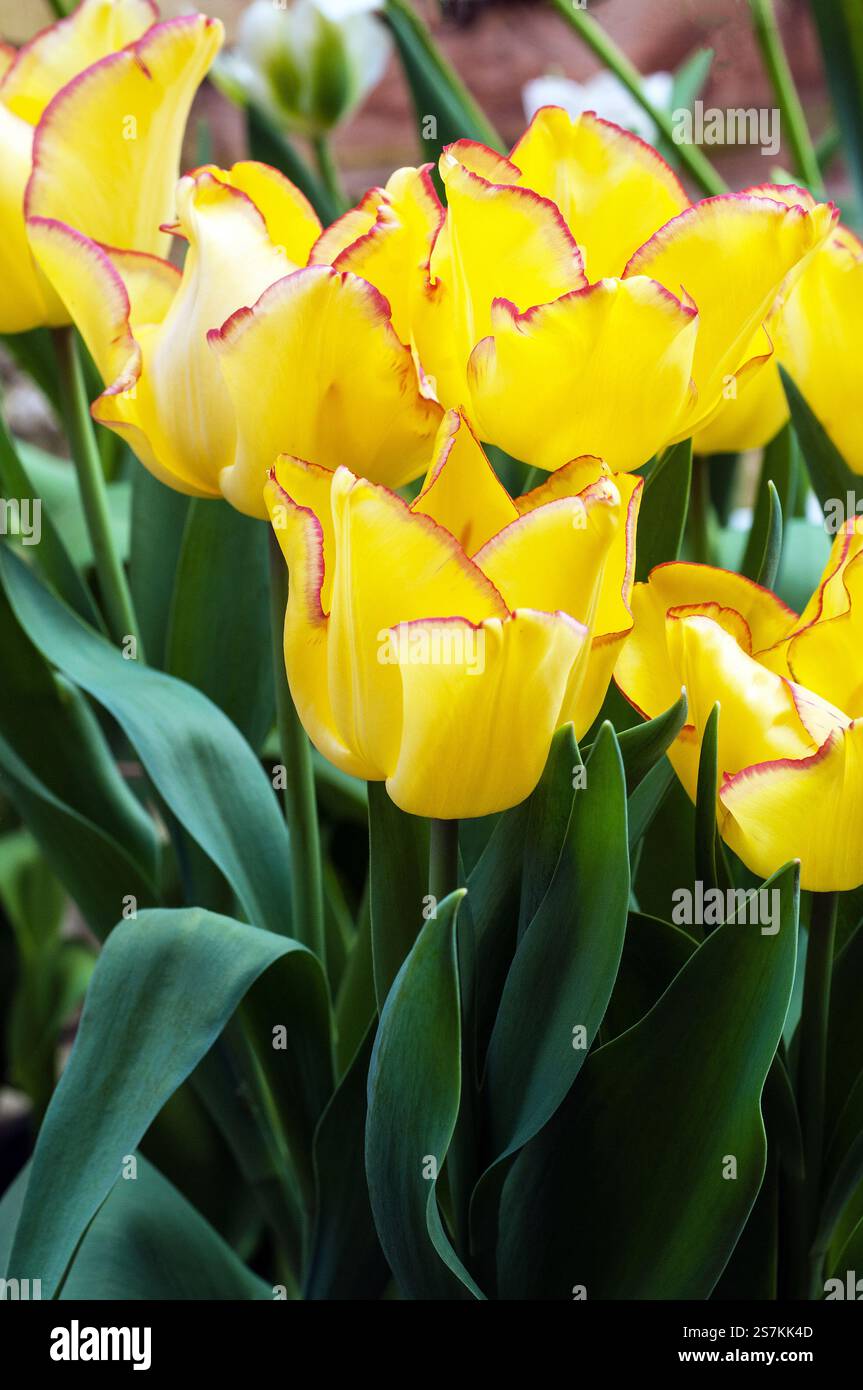 Tulip cape town hi-res stock photography and images - Alamy