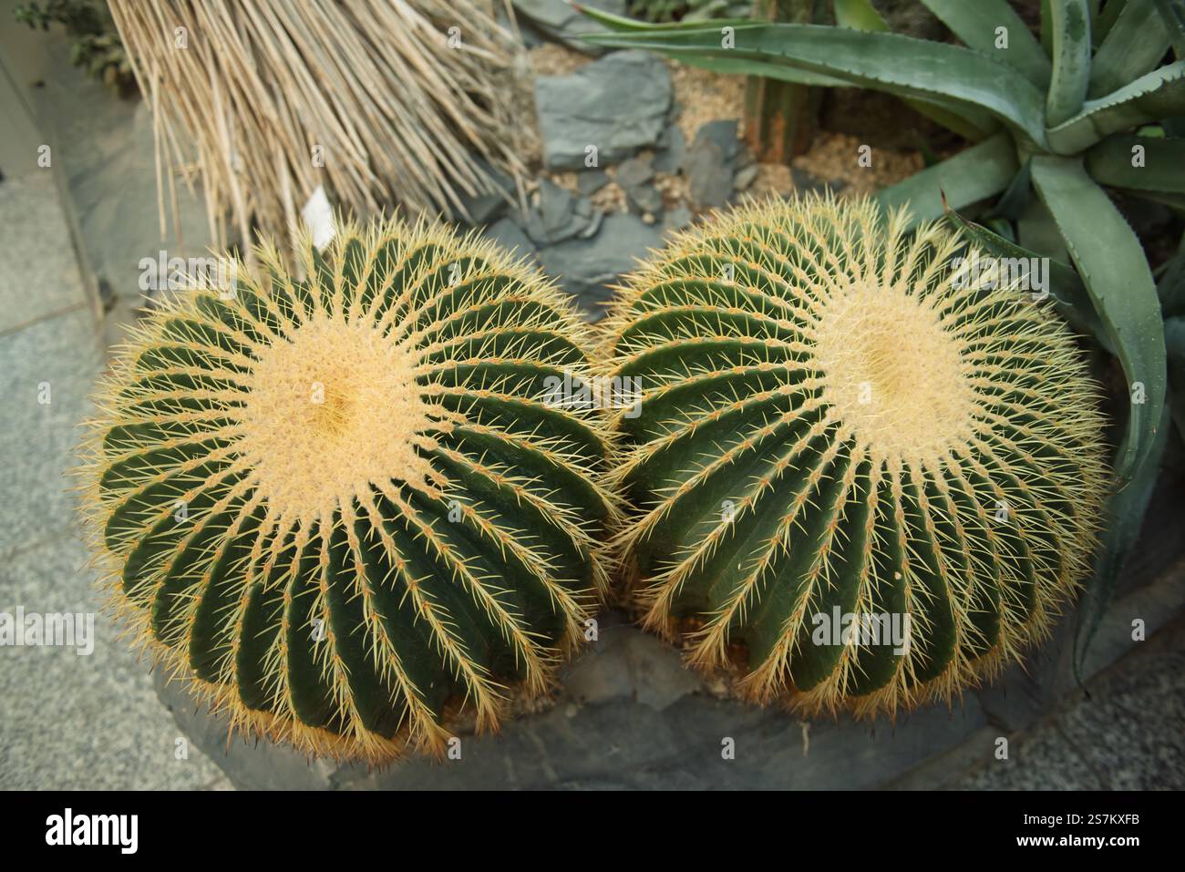 Two Golden Barrel Cacti in Desert Garden Stock Photo - Alamy