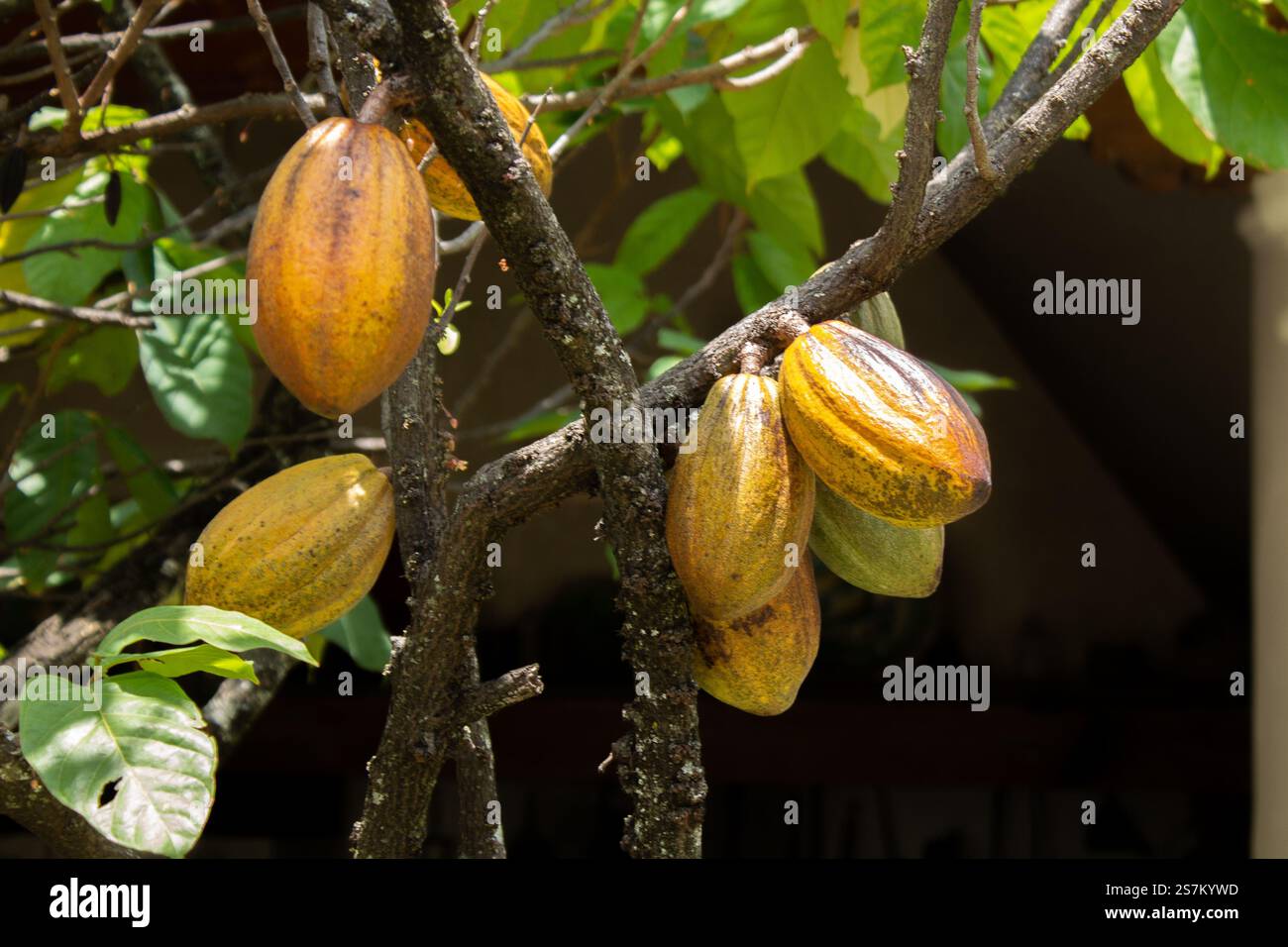 Cocoa fruits on their tree. Venezuelan chocolate. Caribbean gastronomy ...