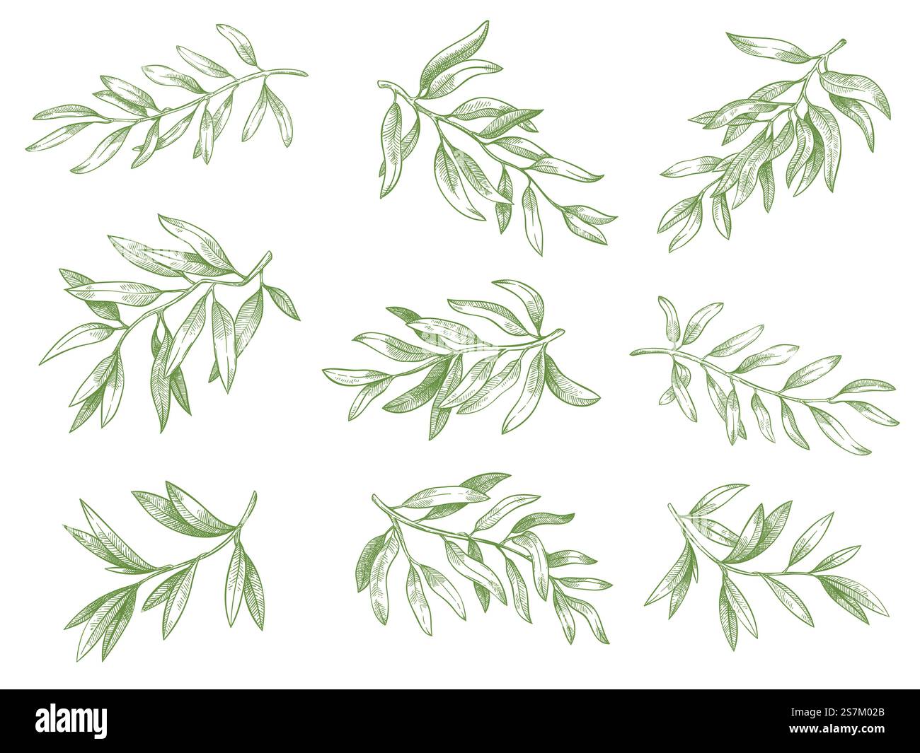 Olive branches. Green greek olives tree branch with leaves decorative ...