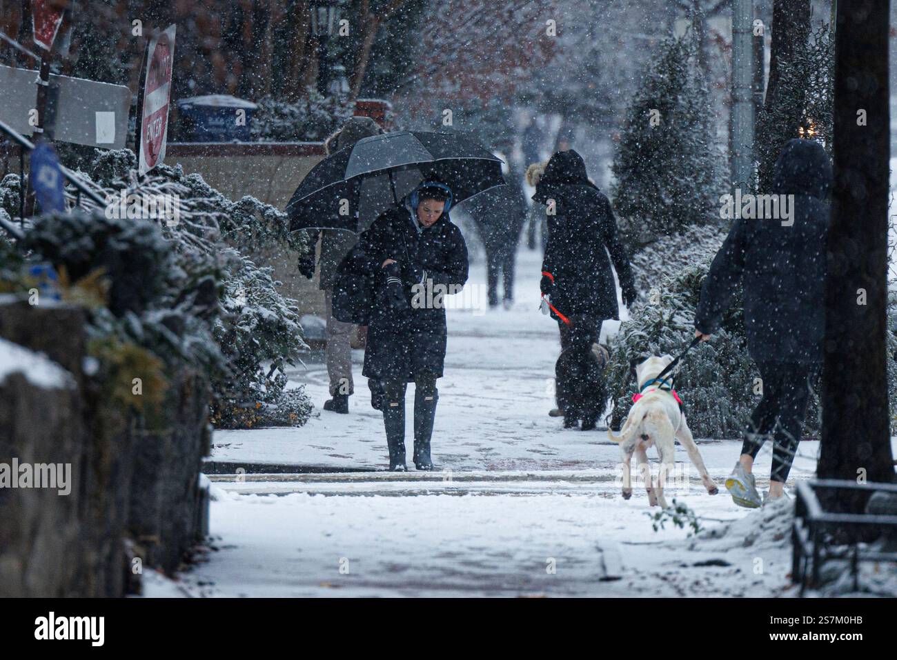 Washington, United States. 19th Jan, 2025. People walk through the snow ...
