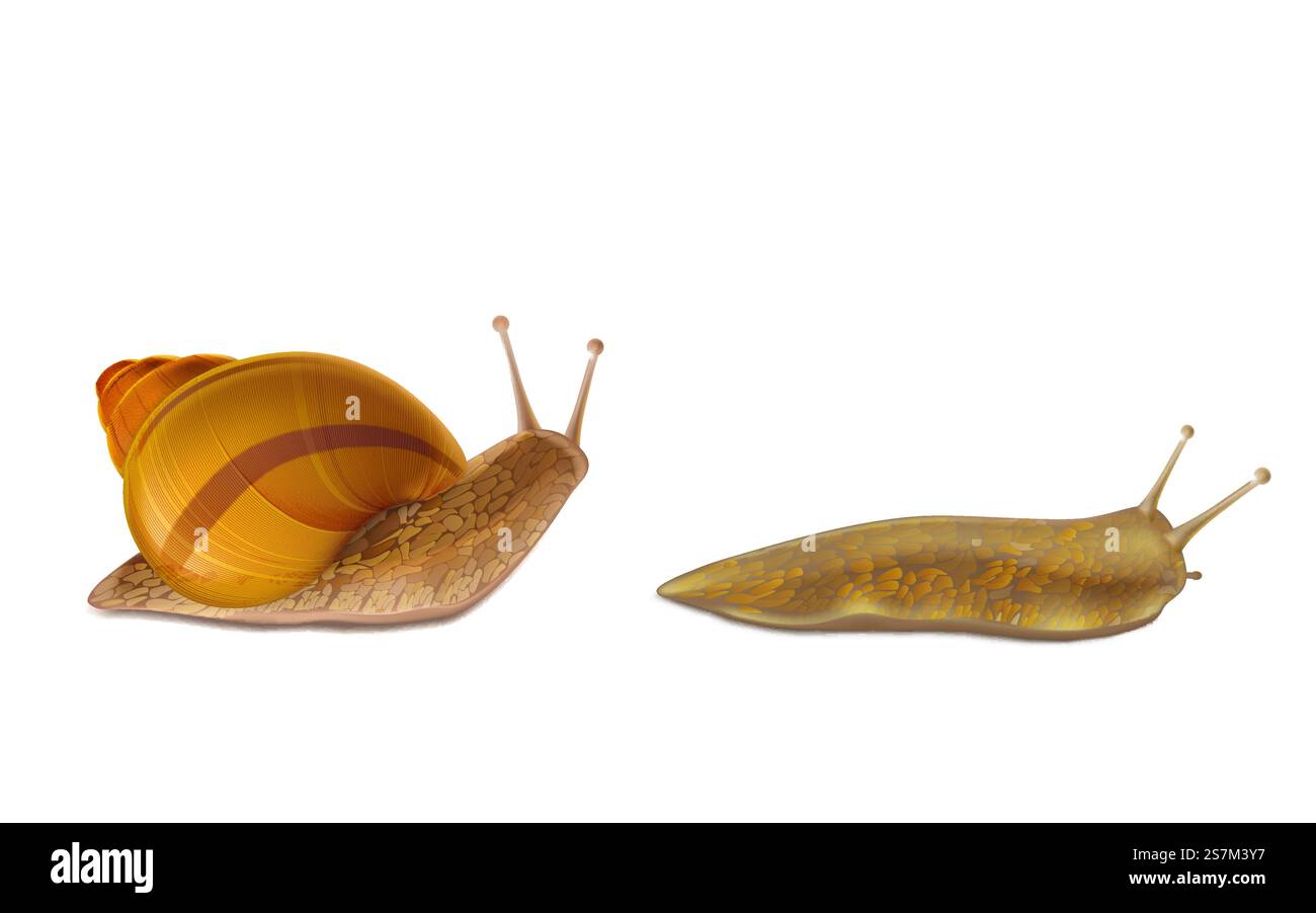 Creeping Burgundy or Roman snail and red slug 3d realistic vector icons ...
