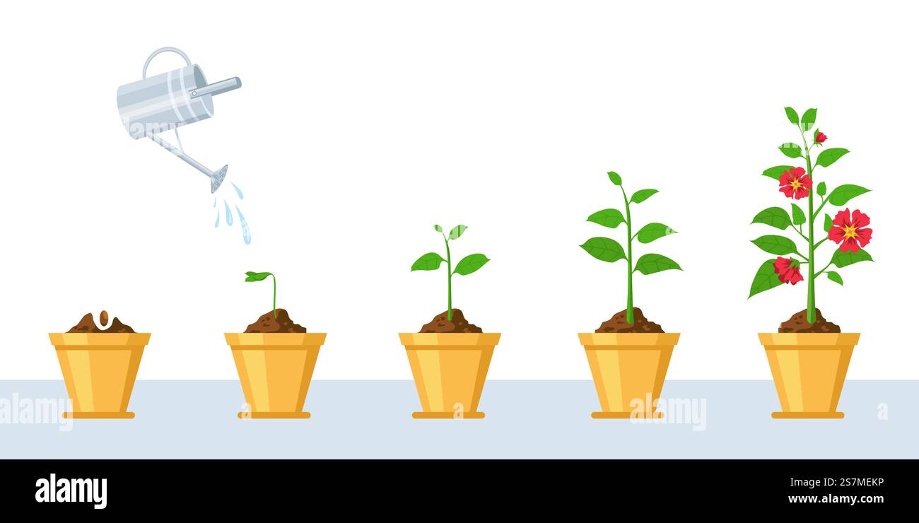 Flower growth process. Seedling, watering and gardening flowers phases ...