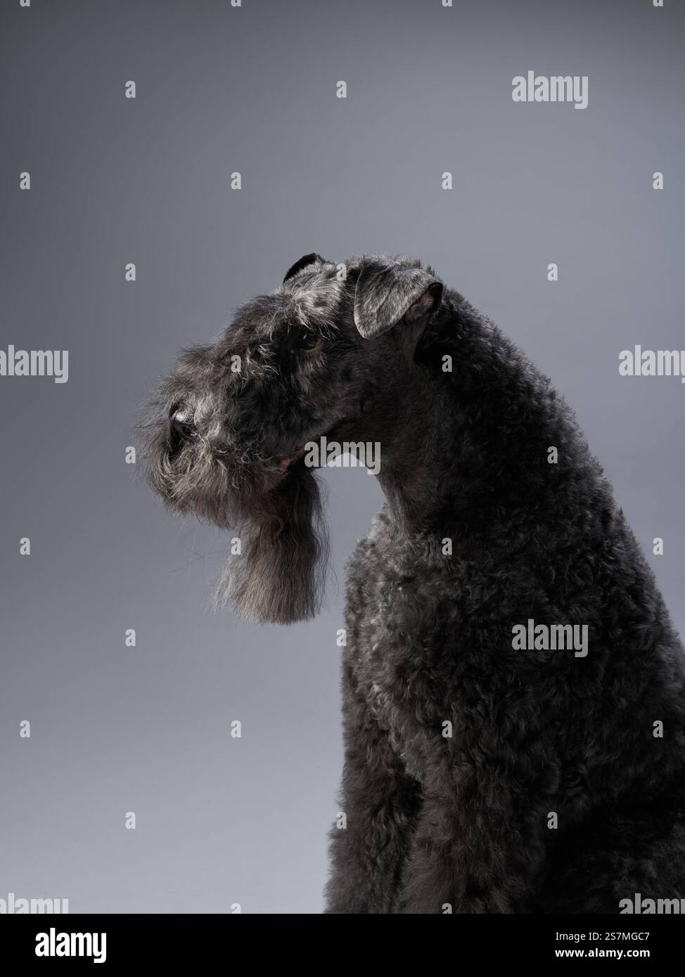 A close-up side profile of a wire-haired terrier against a neutral grey ...