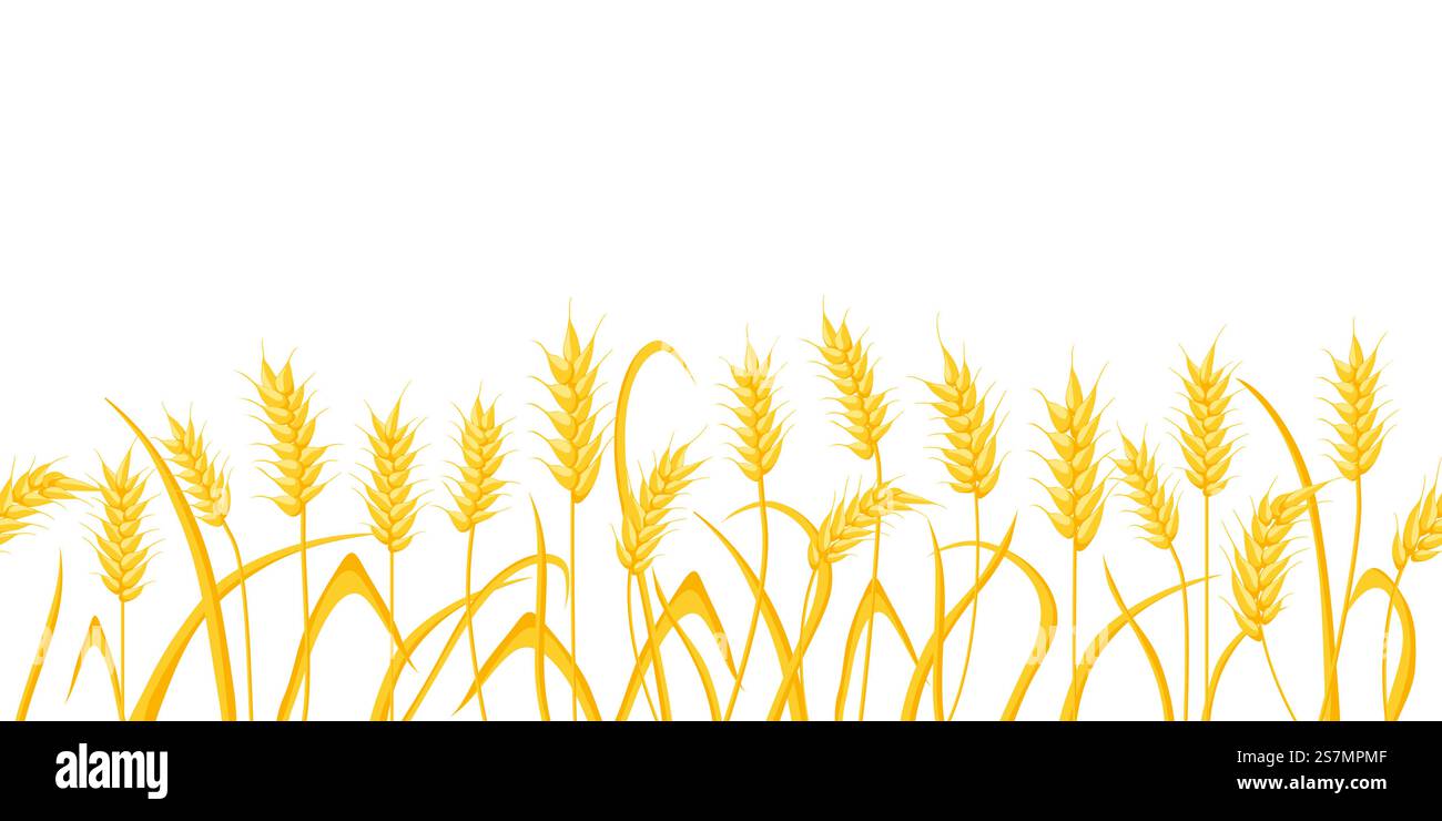 Cartoon farm field background with golden wheat spikes. Agriculture ...